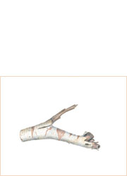 Watercolor, oil paintings & other original art by Lisa Bruce